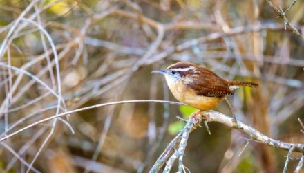 World birds | birding.wiki